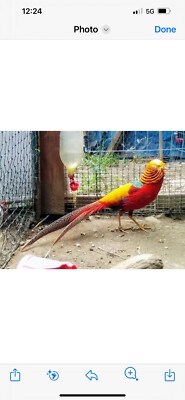 Poultry - Pheasant Hatching Eggs