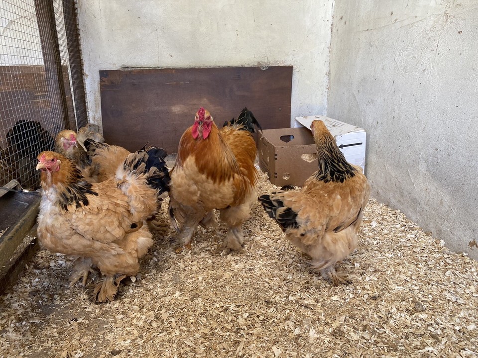 6 Buff Colombian And Blue Buff Colombian BRAHMA LF HATCHING EGGS ...