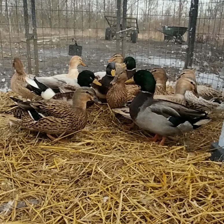 6+ Australian Spotted Duck Hatching Eggs Pre-Sale Ships March - April ...