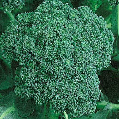 Organic Calabrese Broccoli Seeds | NON-GMO Broccoli Seeds | Fresh ...