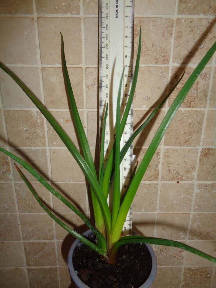 KNIPHOFIA CITRINA YELLOW RED HOT POKER EVERGREEN GARDEN PERENNIAL | eBay UK