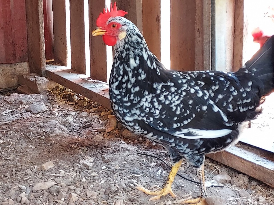 12 Purebred Exchequer Leghorn Chicken Fertile Hatching Eggs! - Very ...