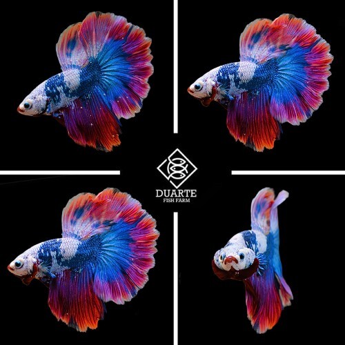 Live Betta Fish High Quality HM Koi Multicolor Male -USA Seller # S114 ...
