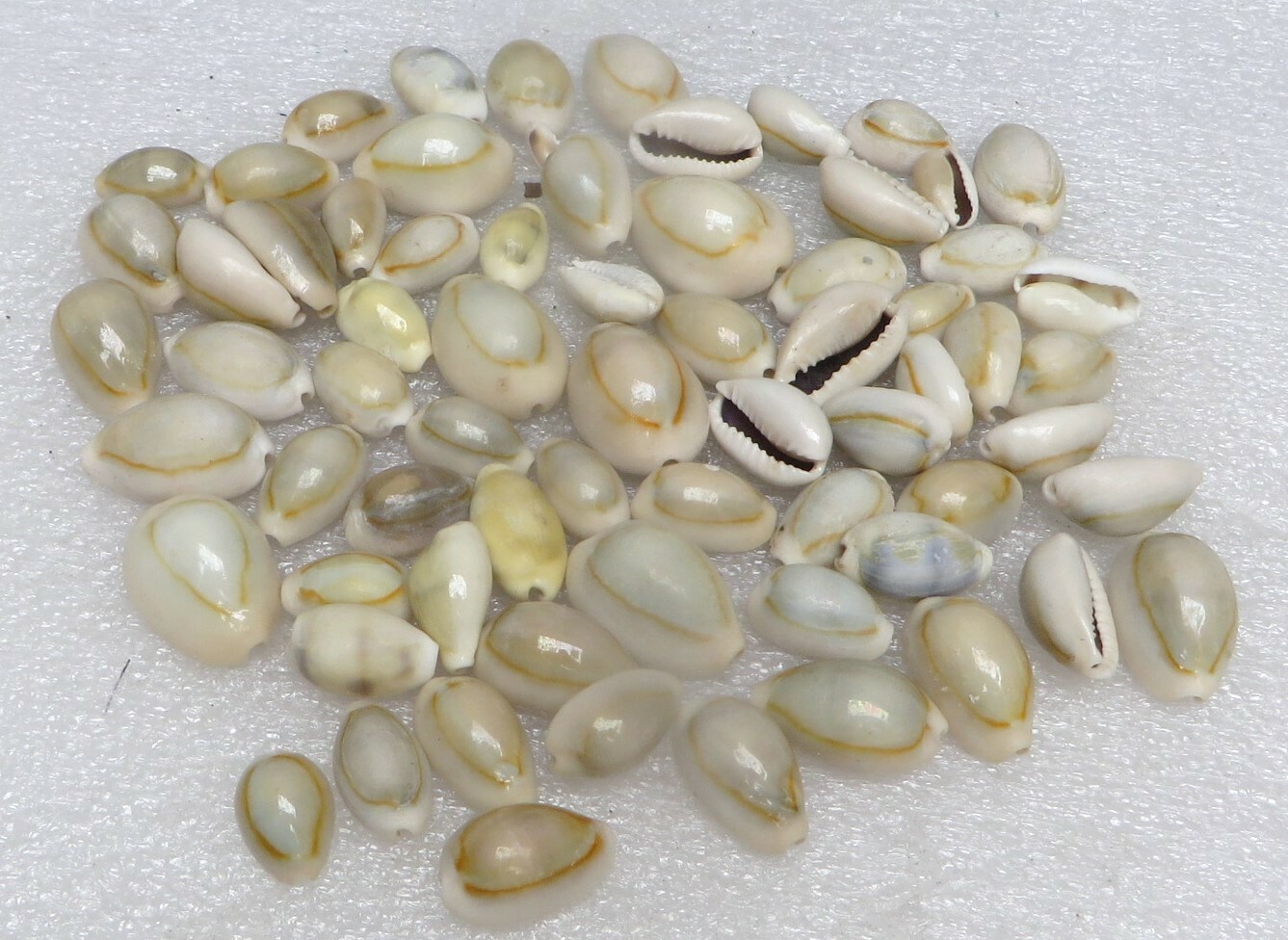 50 grm. Mini Cypraea Sigay cowrie shell no holes (Size; approx. 15-20mm ...