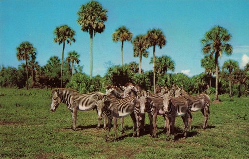 Rare Grevy Zebras at Africa-USA in Boca Raton Florida FL- Postcard | eBay