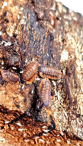 10+ Nesodillo Red Tiger Isopods -Bioactive Clean Up Crew - Feeders | eBay
