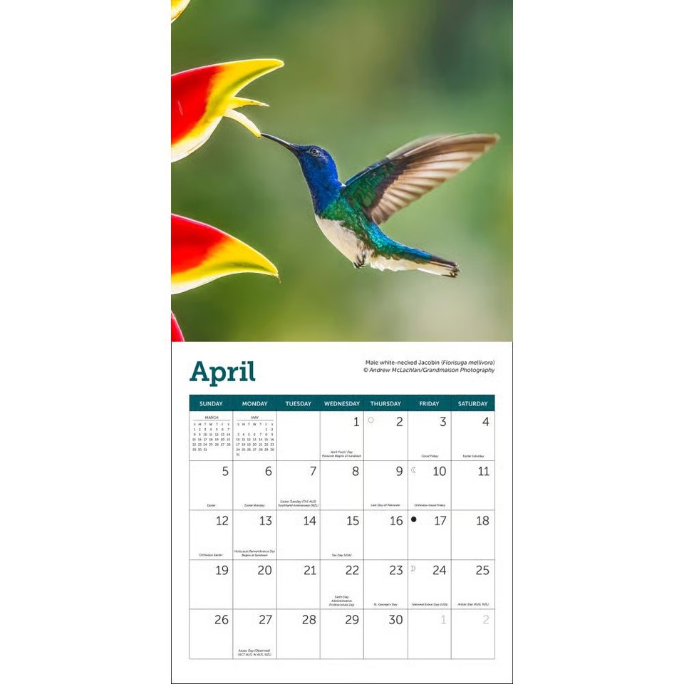 Ziga Media, Hummingbirds 2026 Mini Wall Calendar, 7'' X 7'', 16-Month ...