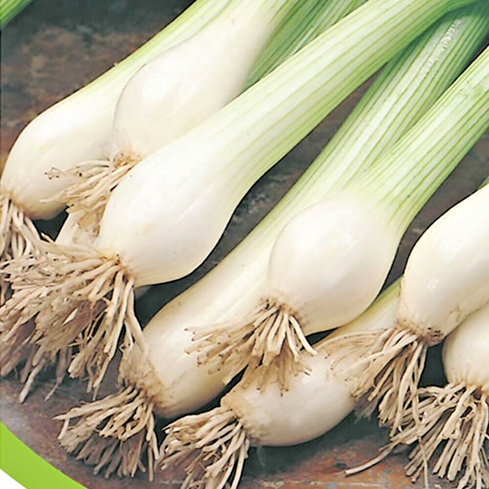 SPRING ONION - Ramrod x 250 Salad Onion Seeds PICTORIAL PACK NEXT DAY ...