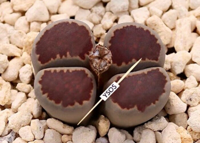 SEEDS - Lithops Salicola 'Open Windows' ex C37 ex Shimada JAPAN 25 ...