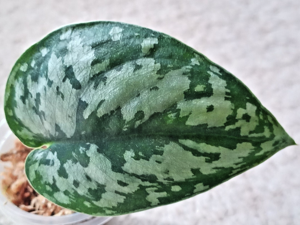 Rare Scindapsus Maharlika 1Leaf rooted with New Growth🌱💚🌱 | eBay UK