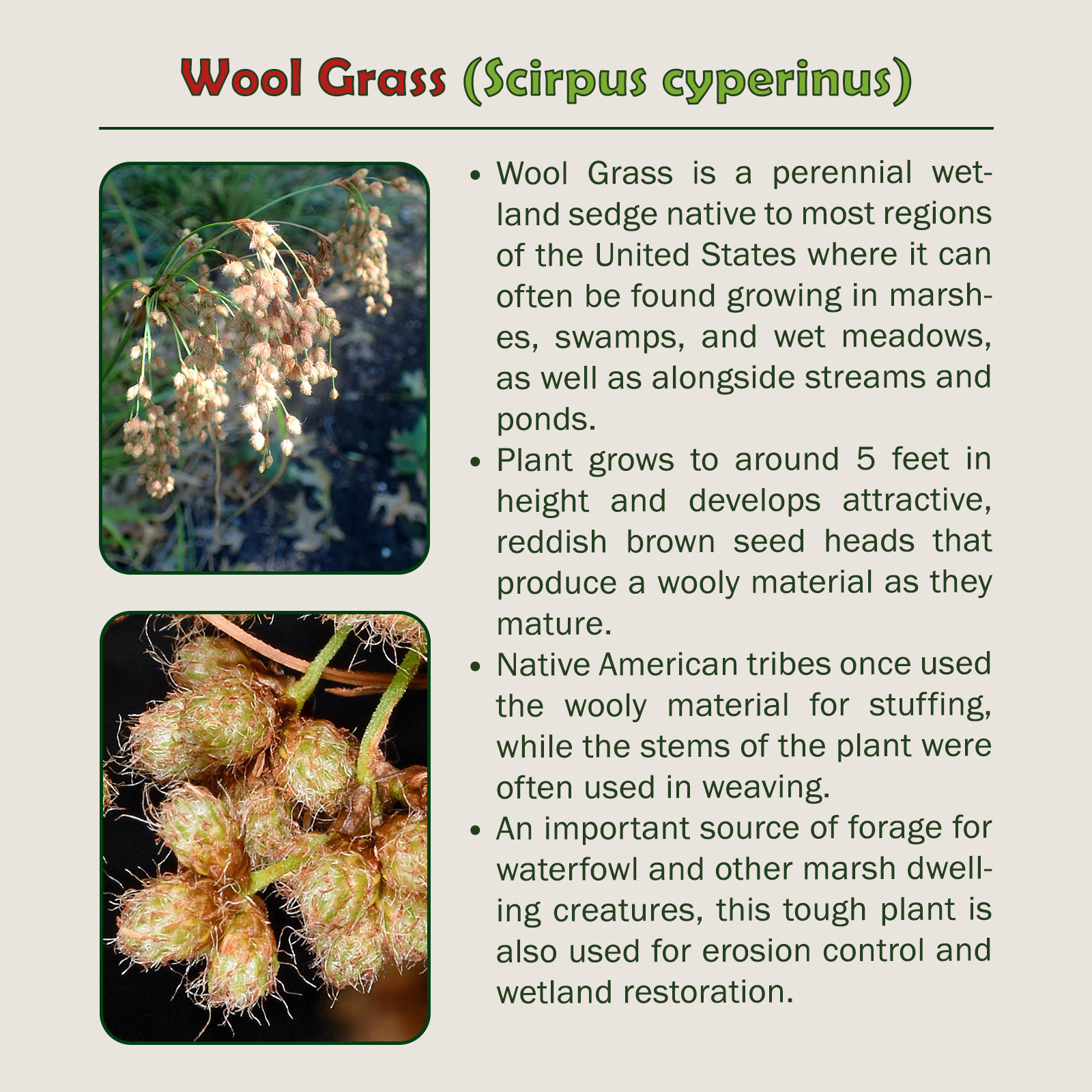 1600 Wool Grass Seeds, Scirpus cyperinus, Native Wetland Sedge, Bird ...
