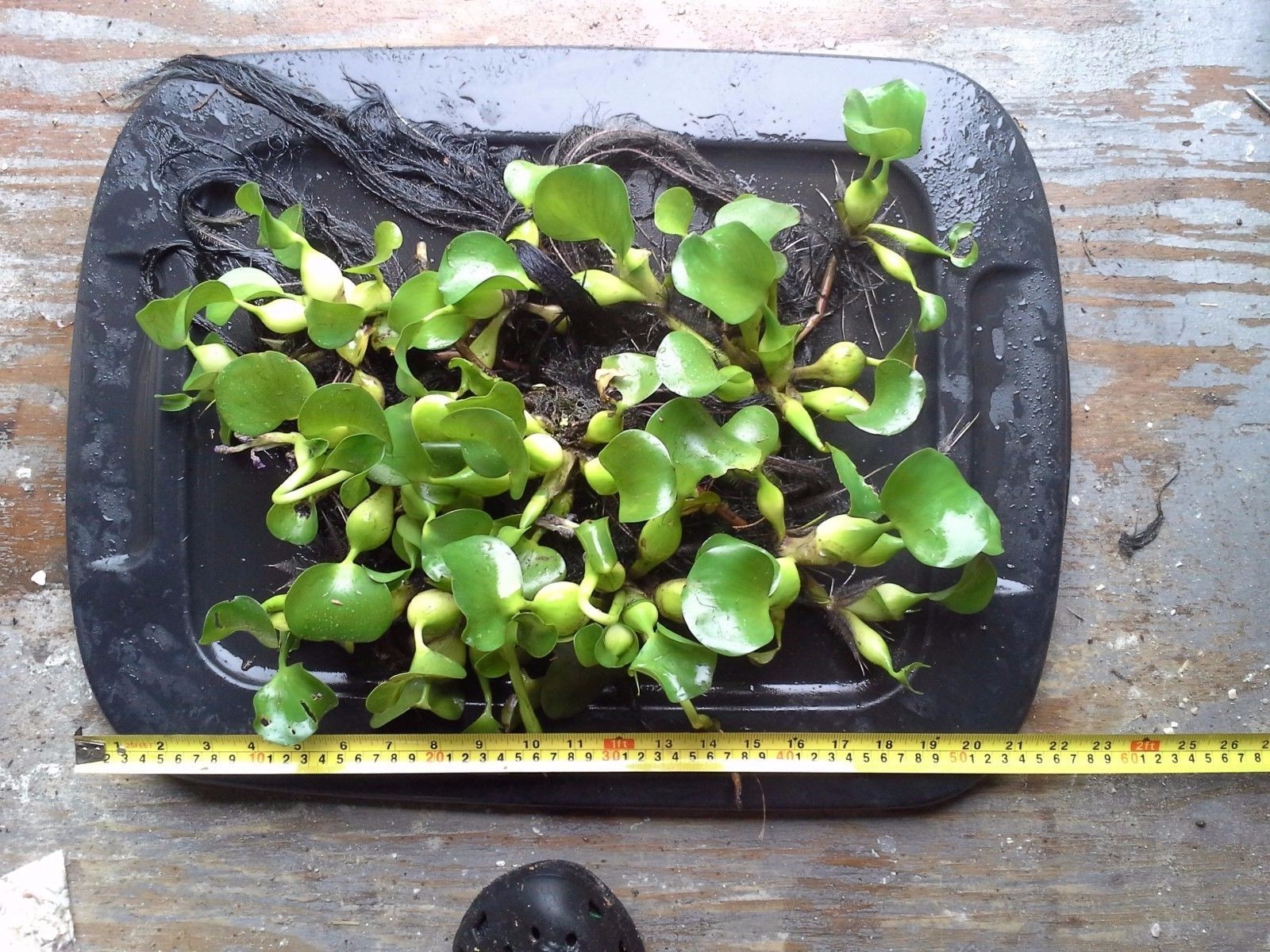 50 pond plants, 25 Water Hyacinth Floating and 25 Water lettuce | eBay