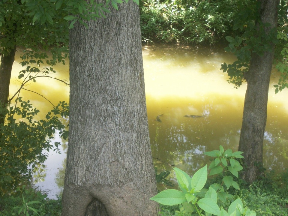 WORM SHOCKER! EARTHWORM for fishing ((doble probe)) | eBay