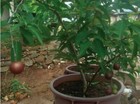 Flacourtia indica, Ramontchi, Governor’s Plum Fruit Tropical Plant - 10 ...