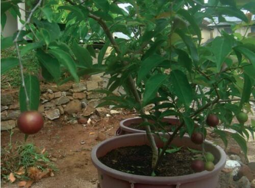 Flacourtia indica, Ramontchi, Governor’s Plum Fruit Tropical Plant - 10 ...