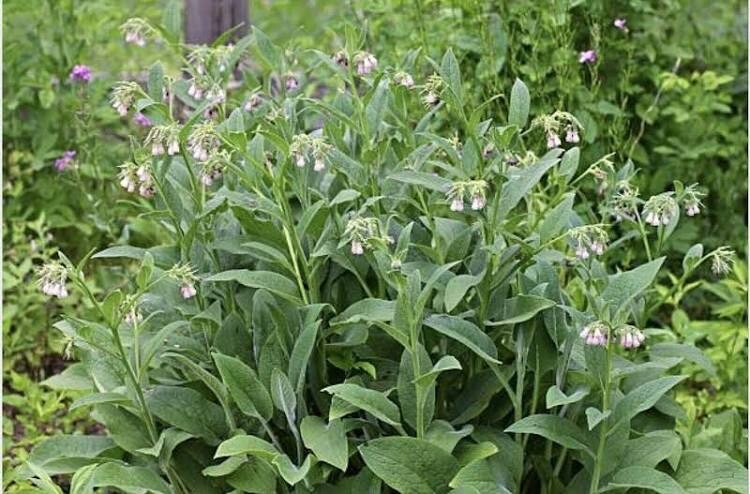 Comfrey Root cuttings X 8 ( Bocking 14) Organic | eBay