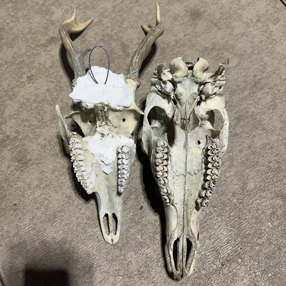 2 Whitetail Deer European Mount Antler Horns Skull Antlers | eBay