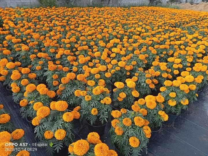 Cempasuchil enano 100 seeds | eBay