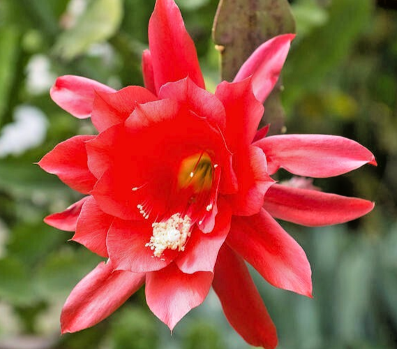 Rhipsalidopsis Gaertnerrii RED Easter Cactus 1 Live 2-4" Rooted Flower ...