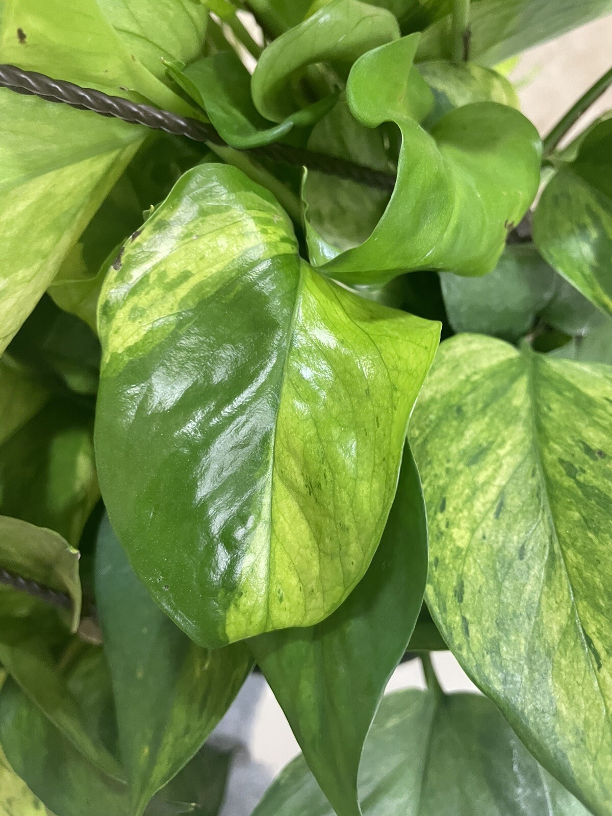 Rare 8” Epipremnum Aureum Jessenia Yessenia Pothos | eBay