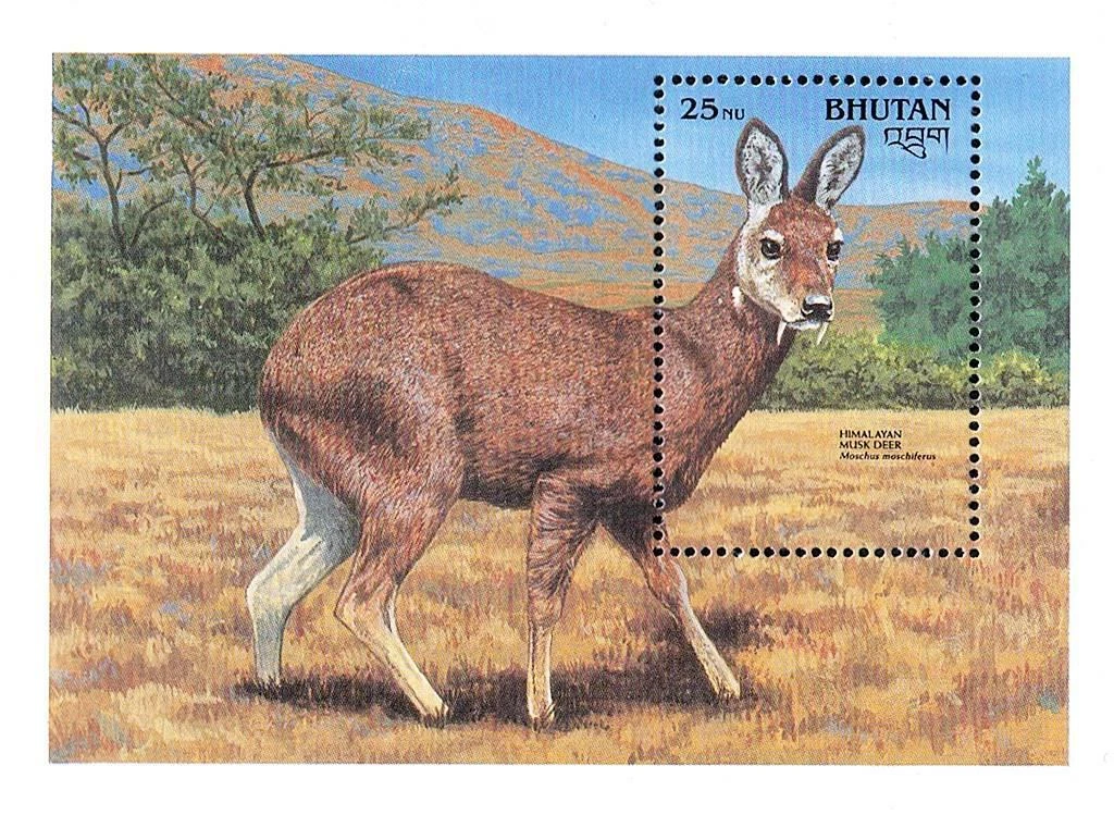 Himalayan Musk Deer