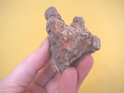 (PP506-3) 3 oz Real Fossil Crocodile croc POOP doo doo Triassic era ...