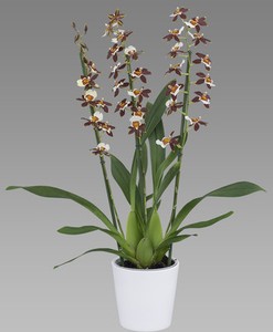 redfoxorchids | eBay Australia Stores