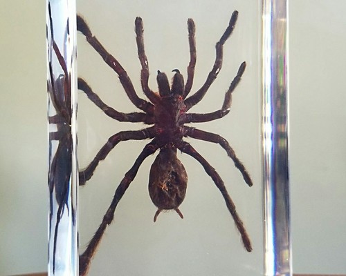 HUGE Spider in Resin, Insects in Resin, Real Spider, Ornithoctonus ...