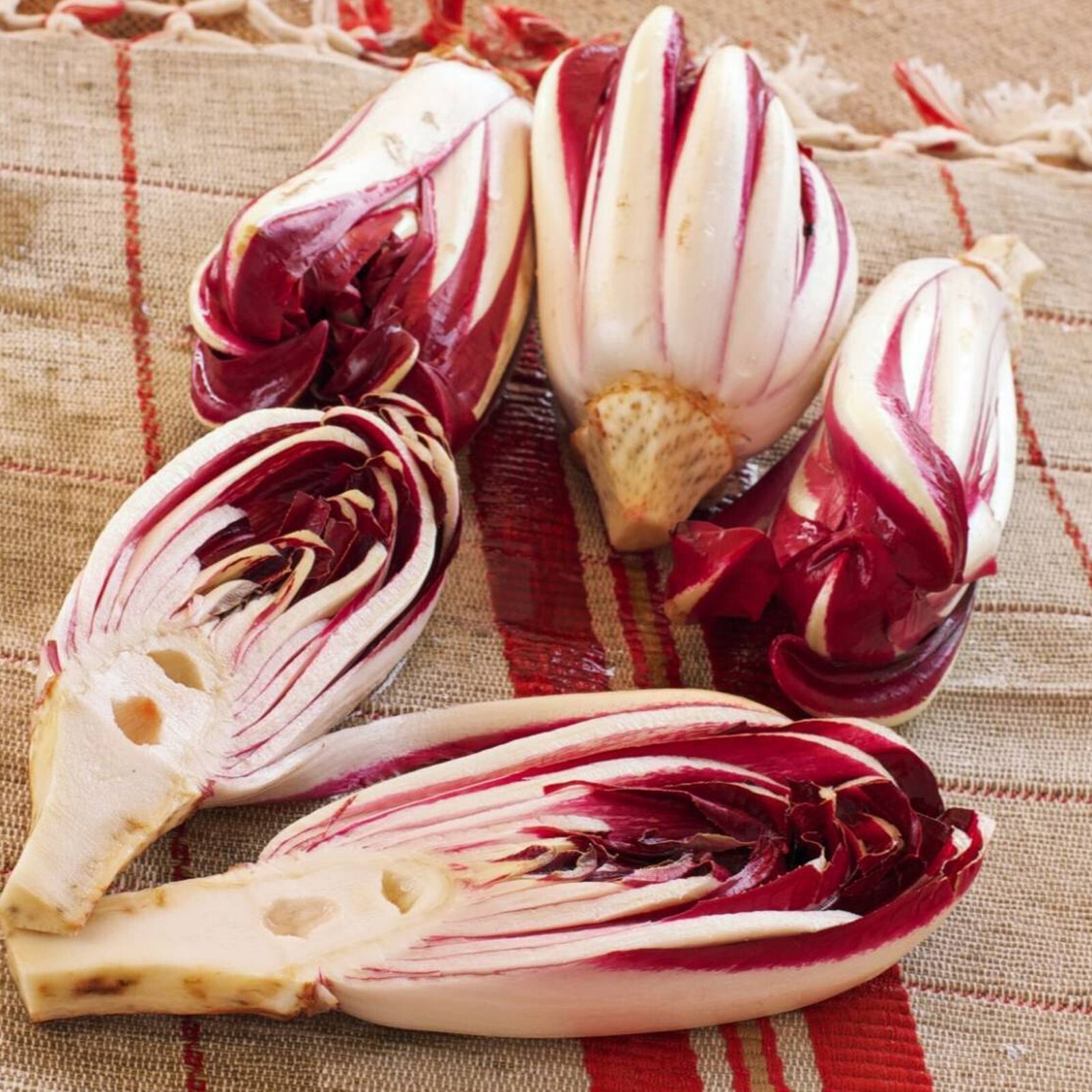 CHICORY Radicho TREVISO RED 205+ SEEDS vegetable GARDEN EDIBLE root ...