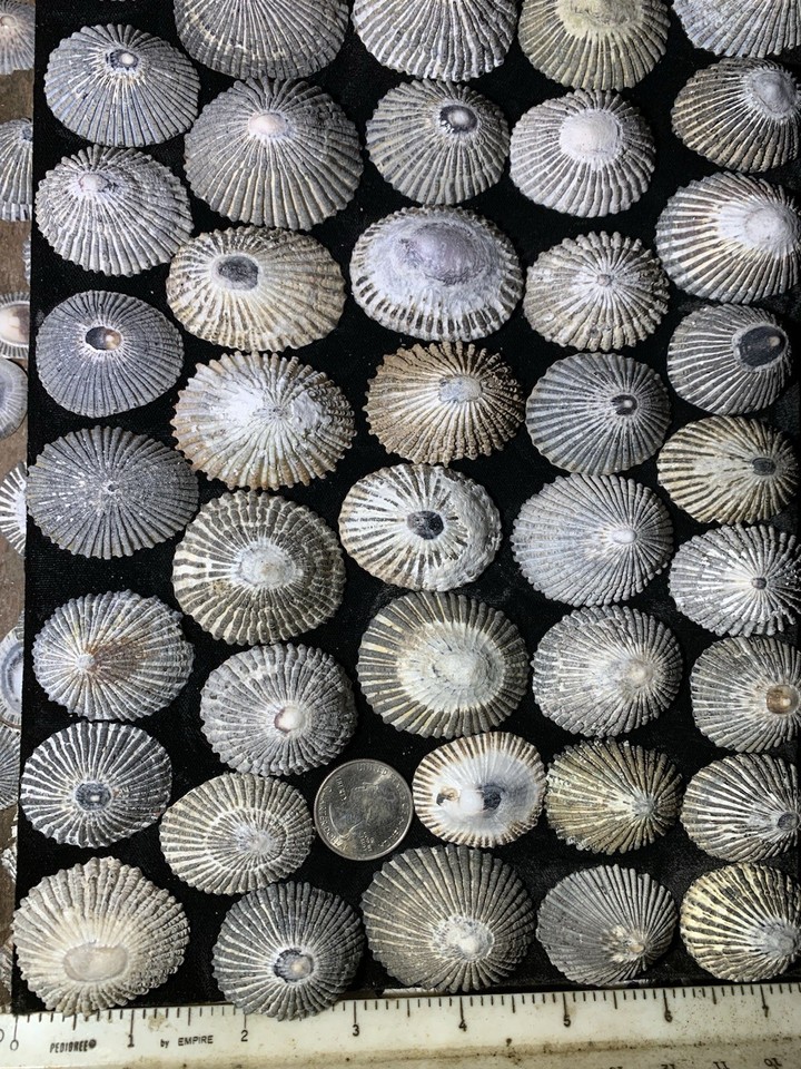 56 Large Hawaiian Opihi (limpet) Shells Grade A | eBay
