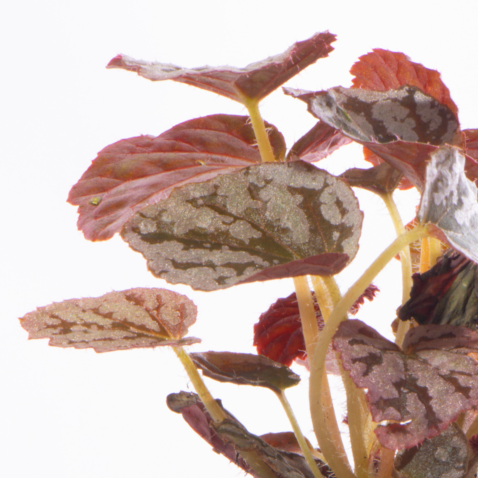 Baby Begonia Rex Chayo Plant Small Tropical Indoor Patterned Houseplant ...