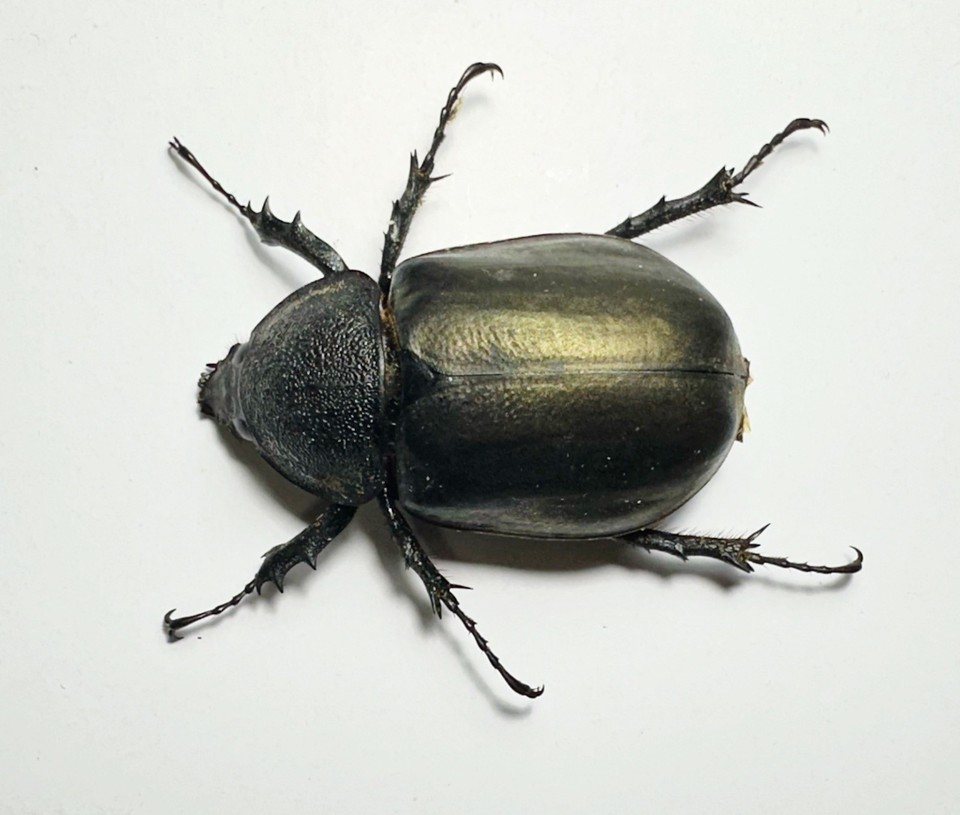 Beetle- Dynastidae: Chalcosoma atlas simeuluensis A1 43mm+ |Simeulue ...