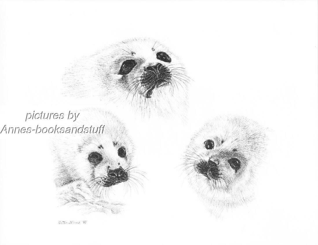 Harp Seal Drawing