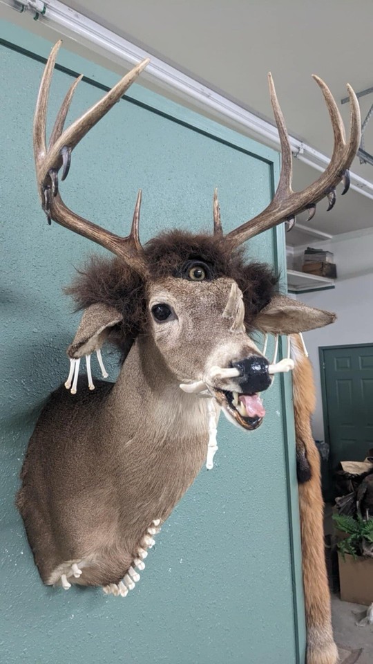 Whitetail Deer Real Antler Deer Taxidermy Mount Freak Deer Dracula | eBay