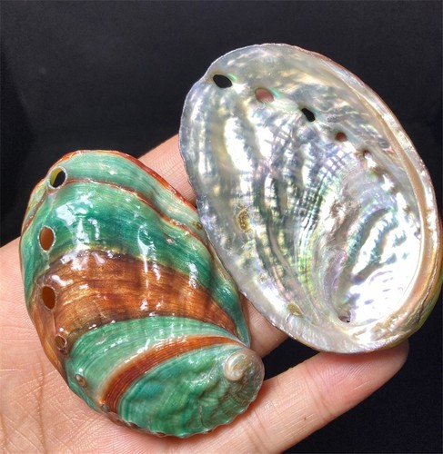 19g Green Abalone Sea Shell One Side Polished Beach Craft for Burning Sage B610 | eBay