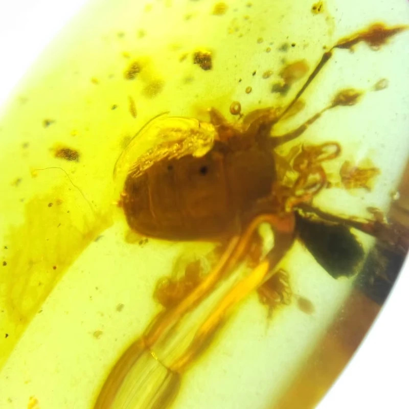 Burma's natural amber insect amber from the Cretaceous period Moth ...