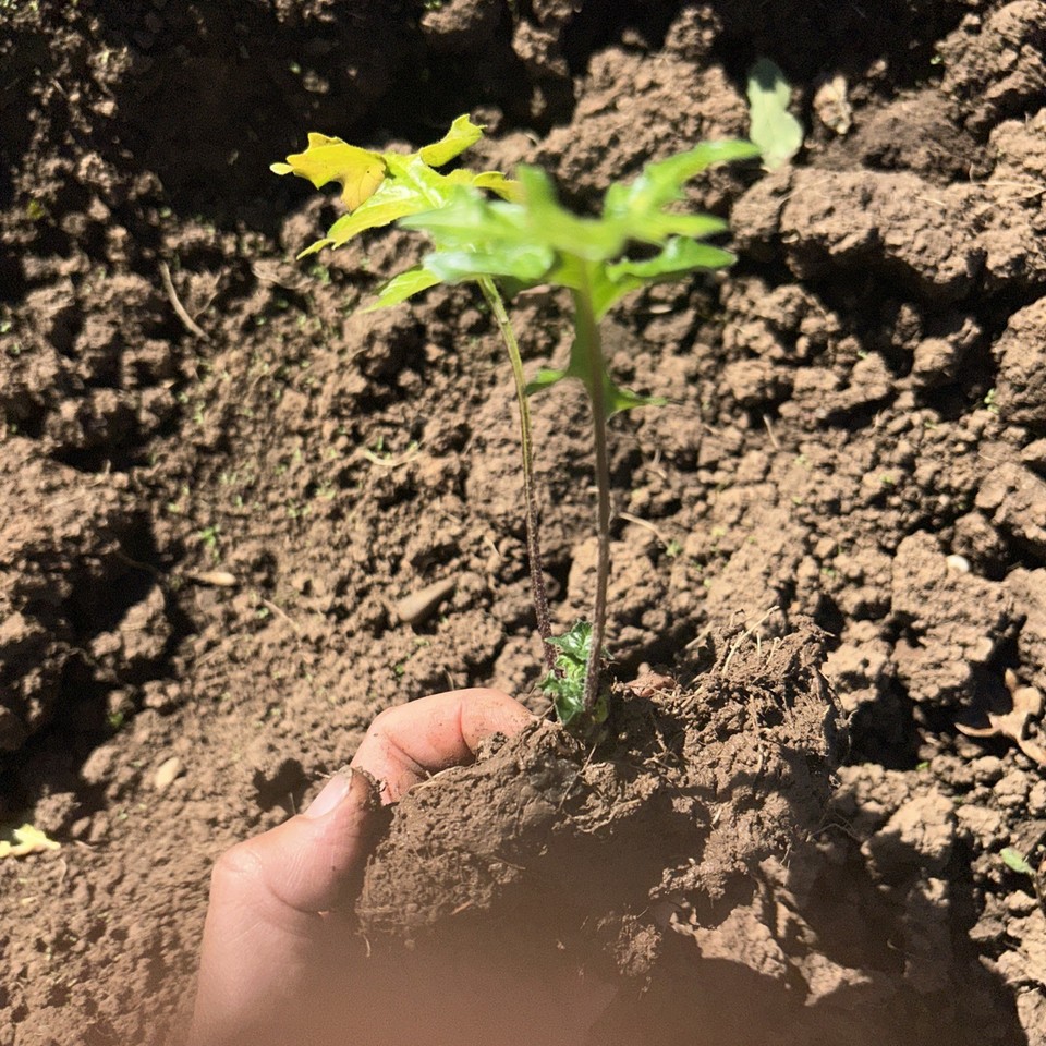 1 x Acanthus Mollis - Bears Breeches Seedling Bare Root Plant | eBay UK
