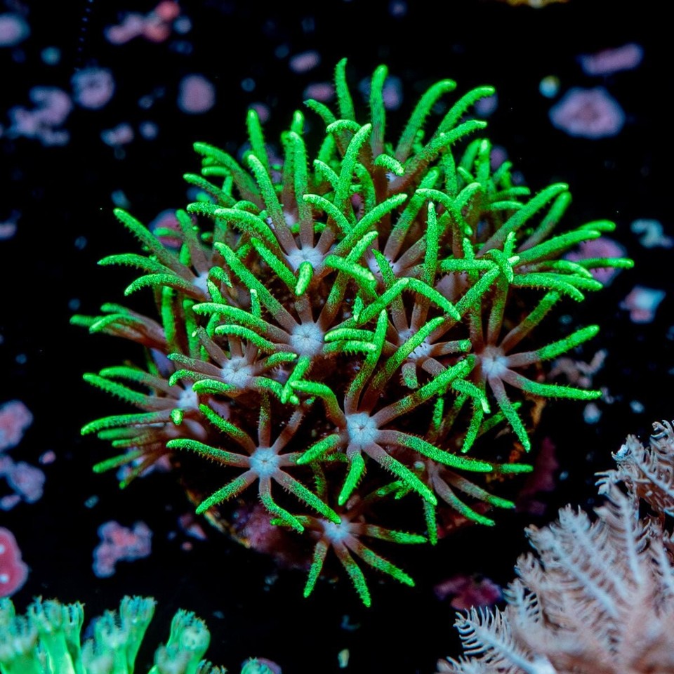 Beginner Soft Coral Starter Pack – 4 Live Frags – Ricordea, Zoas, GSP ...