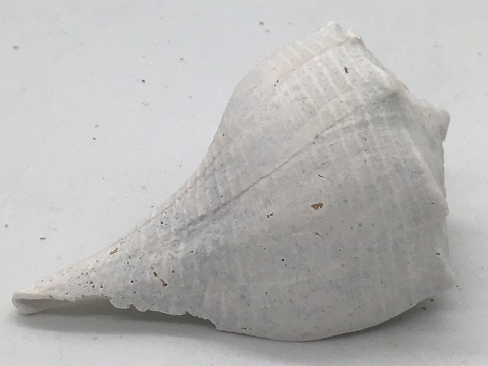 Florida Lightning Whelk Seashell 3 in White Weathered Spiral Shell ...