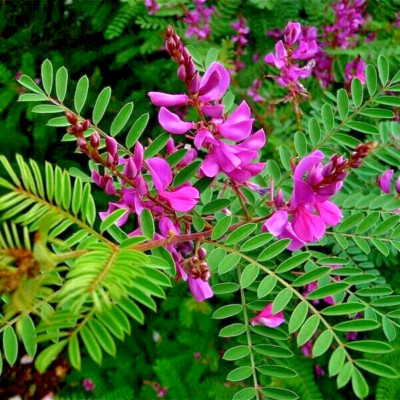 Indigofera Heterantha Himalayan indigo XXXL 3Lt Pot Flowering Shrub ...
