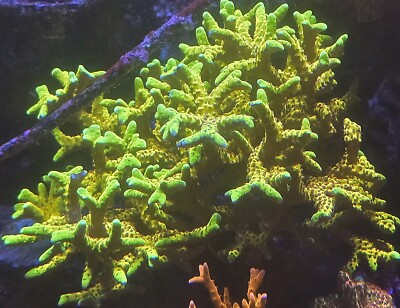 GOLDENROD ANACROPORA LIVE CORAL SPS ALMOST WYSIWYG YELLOW | eBay