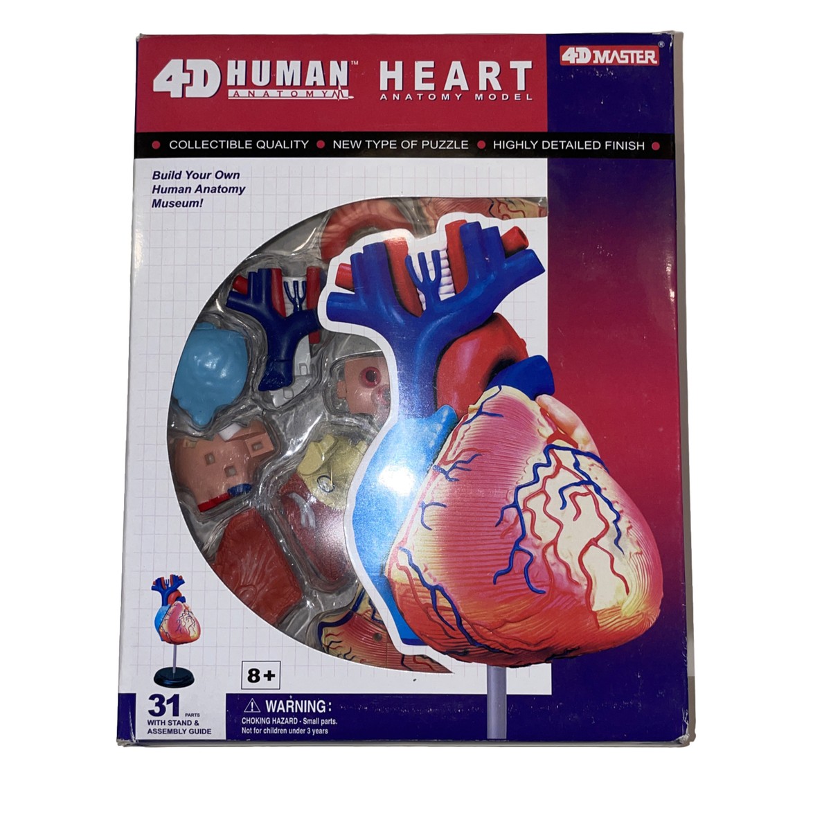 Parts Of The Human Heart Model Of Human Heart Learningstore