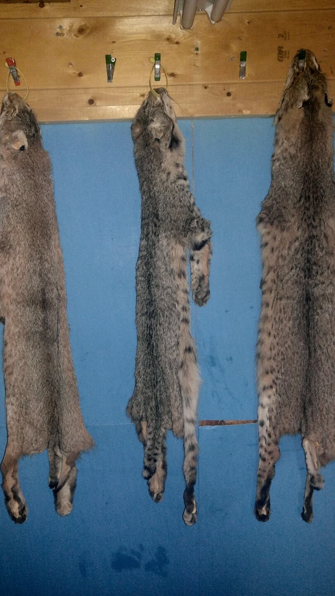 Skinning Bobcat For Selling Hides