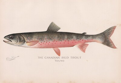 Original Antique Fish Print: The Canadian Red Trout by Sherman Foote ...