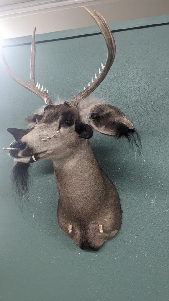 Whitetail Deer Real Antler Deer Taxidermy Mount Freak Deer Dracula | eBay