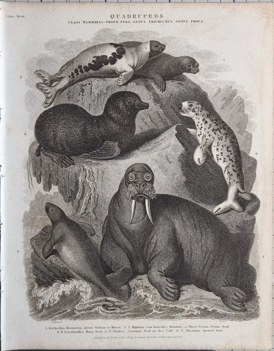 Arctic Walrus Drawing Walrus Watercolor, Close Up Predator Animals