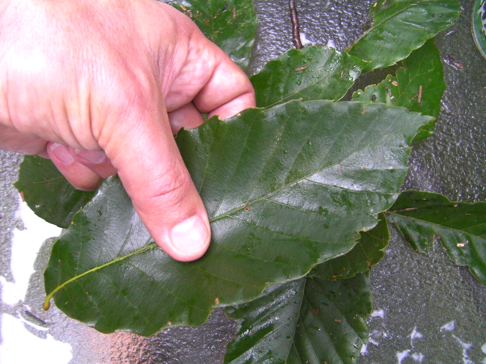 4 Dunstan American-Chinese chestnut trees, seedlings in pots, 10-20 ...