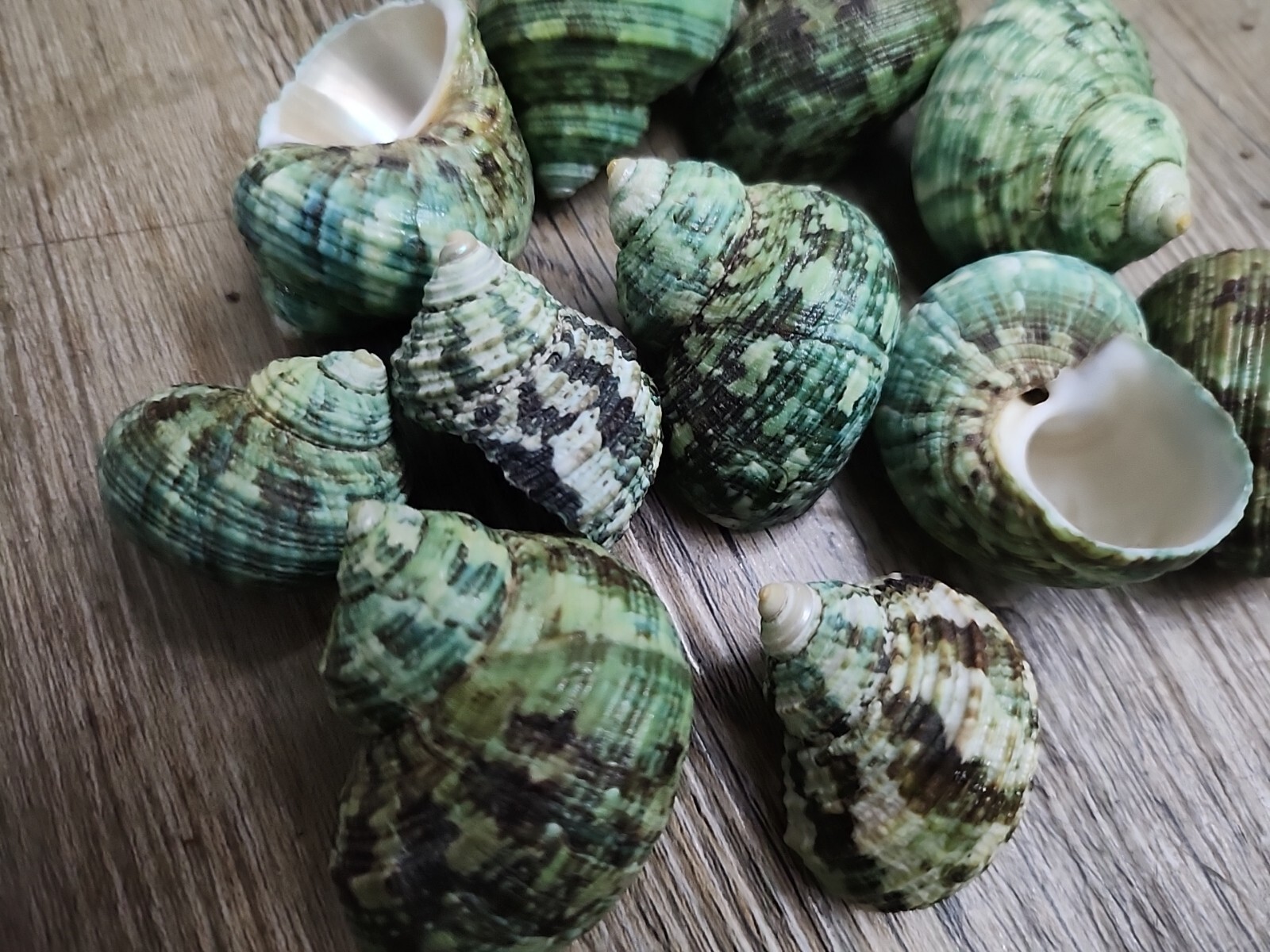 10 X Green Turban Conch Cassis Snail Shells Seashell 3.5-4.5cm Aquarium ...