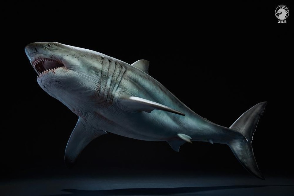 W-Dragon 1/35 Megalodon prehistoric sharks Dinosaurs Model toy Figure ...