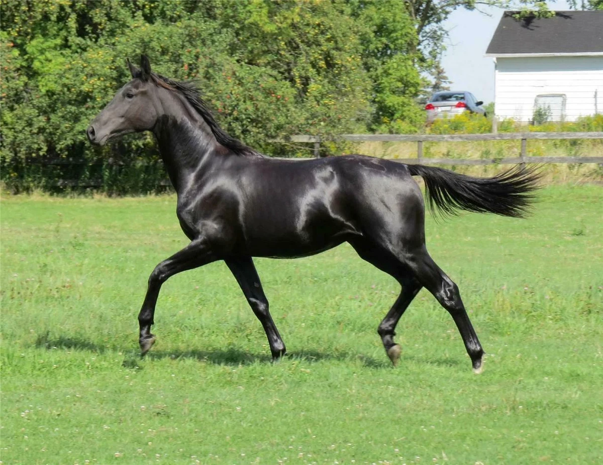Black Quarter Horse Stallion Running